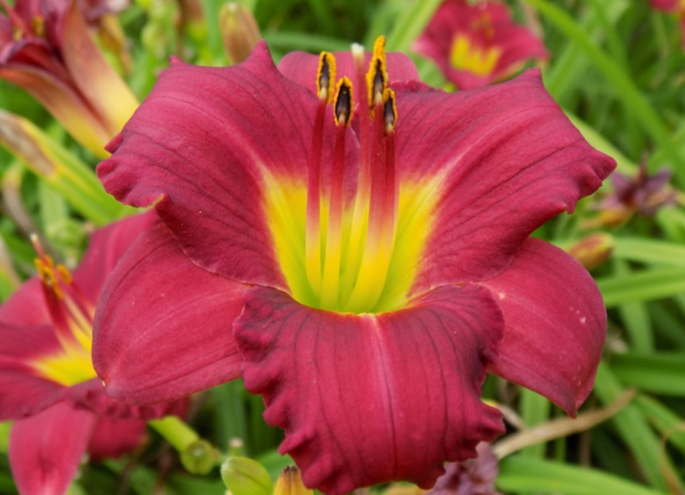 Hemerocallis Pardon Me - 1 Gallon | Winnipeg Greenhouses and Garden ...