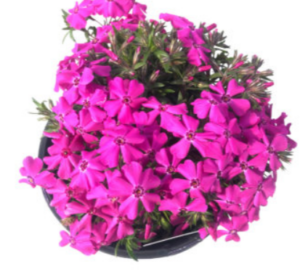 Phlox Subulata Spring Hot Pink - 4.5" | Winnipeg Greenhouses and Garden ...